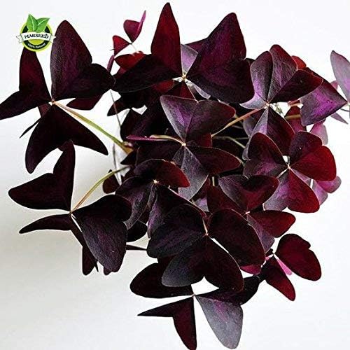 Amazon.com: Seeds: 2 Red Oxalis Oxalis Purple Shamrock Clover 100% Real ...