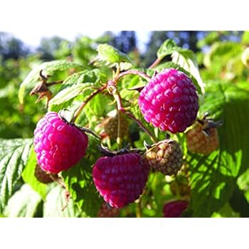 Amazon.com : Raspberry Plants (Mysore/Black Rasp.) Includes Four (4 ...
