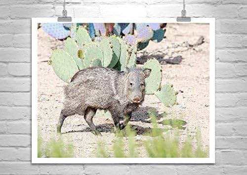 Amazon.com: Javelina Photo, Arizona Desert Animal Print, Wildlife ...