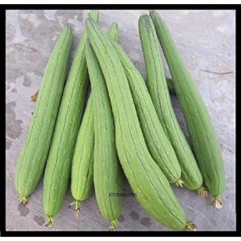 Amazon.com : Calabash Long Squash/Melon Seeds, Opo Bottle Gourd ...