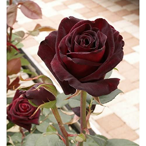 Black Blood Rose