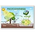 Amazon.com: Photosynthesis Process Diagram Poster - Science Biology ...