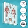 11 Human Anatomy Posters - Medical Posters, Skeletal, Male Female ...