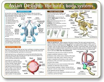 A Double-Side Avian Design-The Birds Body Systems Bird Anatomy Chart: A ...