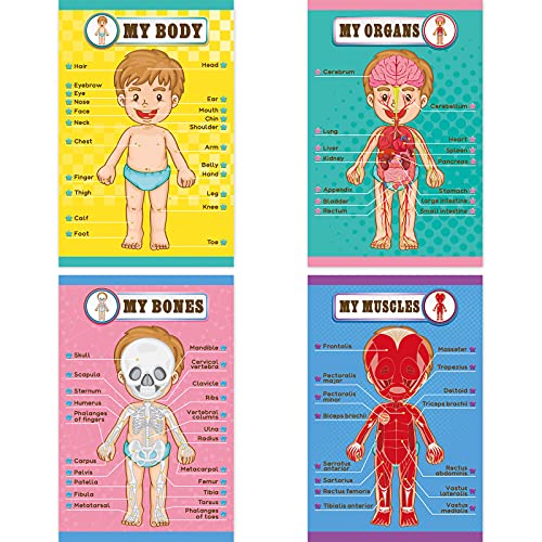 Human Body Educational Learning Posters Body Parts Learning Wall Chart ...