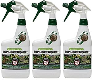 What Is The Best Rabbit Repellent For My Garden?