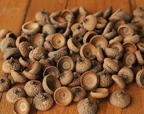 Amazon.com: 100 Large Natural Acorn Caps from Pennsylvania, Red Oak ...