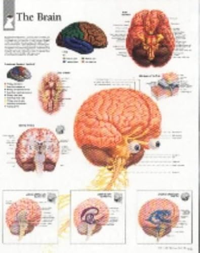 The Brain chart: Laminated Wall Chart in Dubai - UAE | Whizz Anatomy