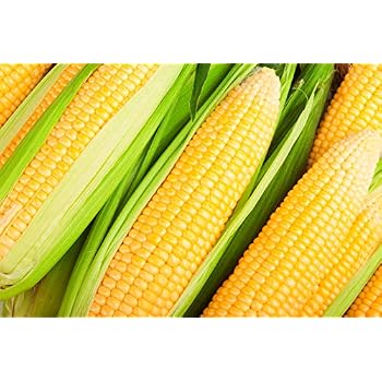 Amazon.com : Hometown Seeds Kandy Korn Hybrid Corn : Corn Plants ...