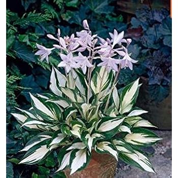 Amazon.com : White Feather Hosta - UNBELIEVABLE/RARE/NEW - Bareroot ...