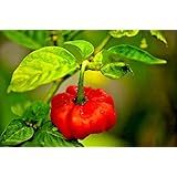 AJI Dulce #1,known As Ajicitoo,aji Gustoso,ají Cachucha &Sweet Habanero ...