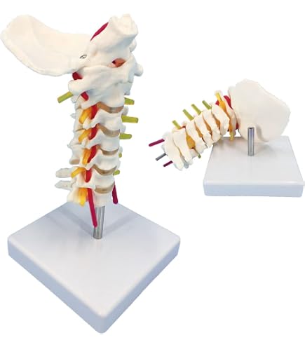 Lumbar Spine Life-Size Model – Medical Anatomy Demo With Herniated ...