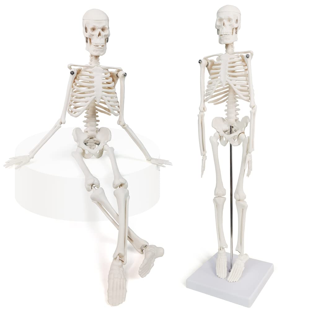 Benilev Mini Human Skeleton Model, 17.7” Small Skeleton Anatomy Model W ...