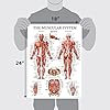 Palace Learning Muscular & Skeletal System Anatomical Poster Set ...