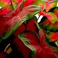 Amazon.com : 10 Caladium Bulbs Freida Hemple - Full Shade - Dark Red ...