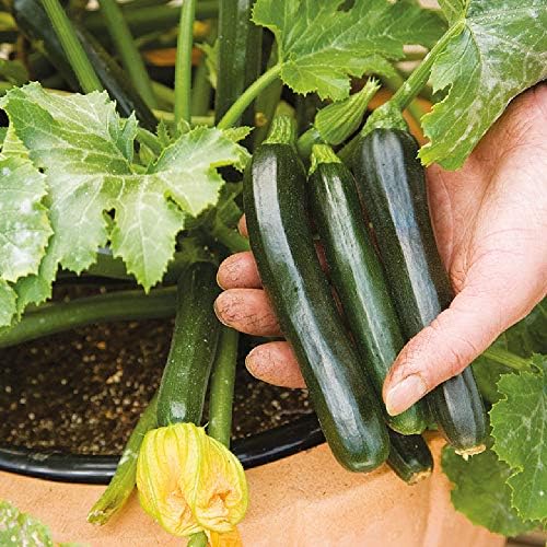 سعر - 2 x Courgette F1 Midnight Plug Plants فى السعودية | بواسطة امازون ...