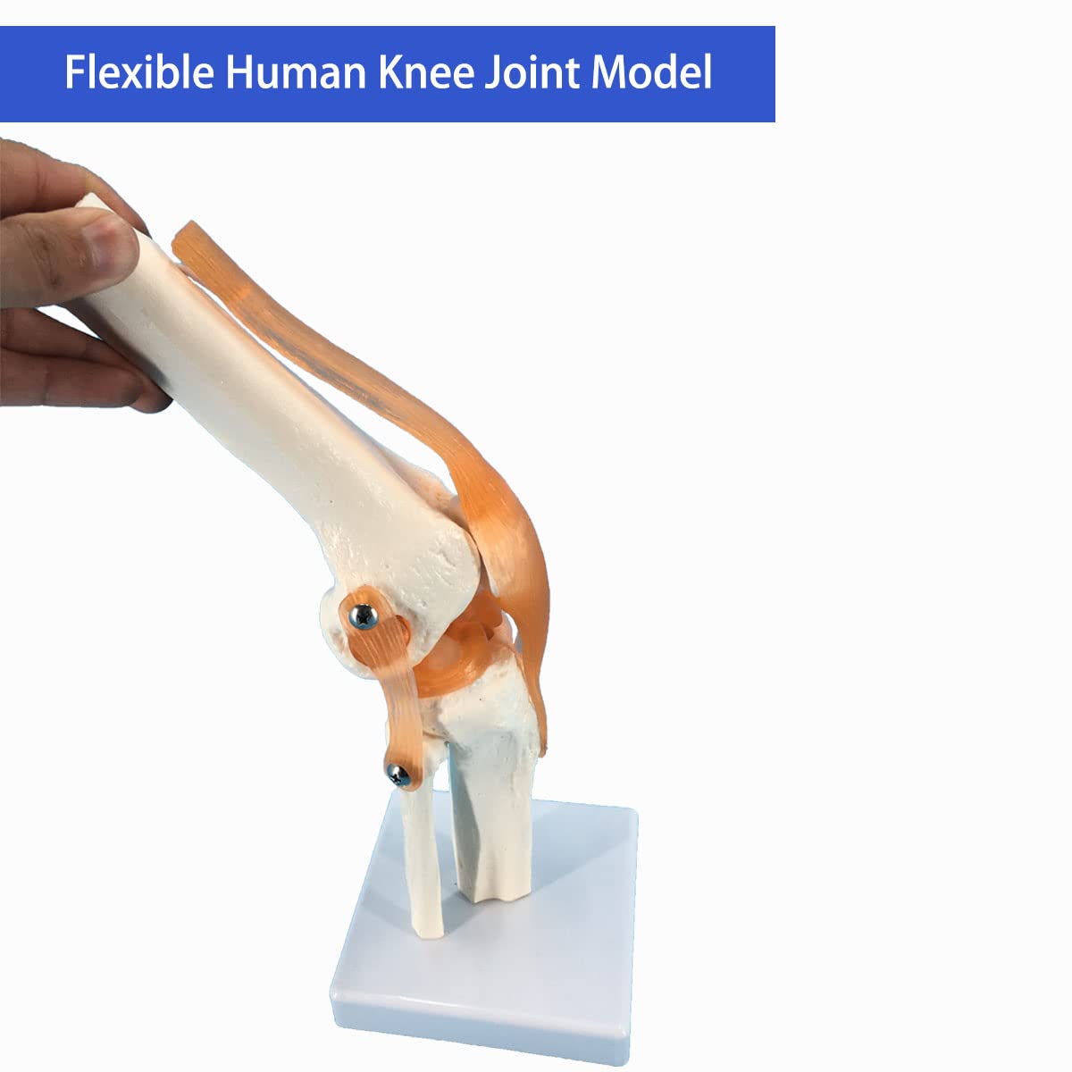 Mua Veipho Knee Model, Flexible Knee Joint Model with Ligament and ...