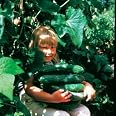 Amazon.com : Park Seed Sweet Success Hybrid Cucumber Seeds : Patio ...