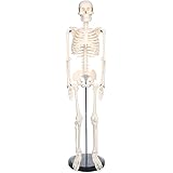 Human Skeleton Model for Anatomy |Human Skeleton Model with Metal Stand ...