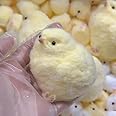 Amazon.com: Handmade Chick Taba Squishy Toys, Ultra Soft Squishy Fidget ...