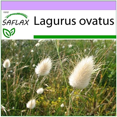 Bunny Tail Grass - 100 Seeds - Lagurus ovatus price in Saudi Arabia | Amazon Saudi Arabia ...