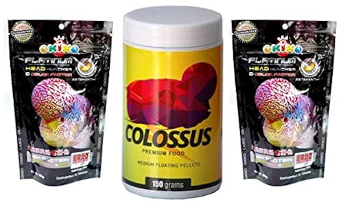 VIP Colossus Flowerhorn Kok Food + 2 Okiko Platinum in Oman | Whizz ...