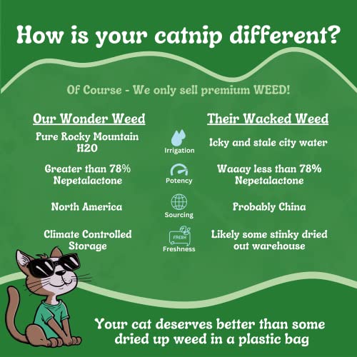 Cat Weed Accessories at Terry Summers blog