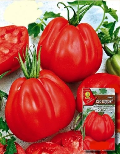 Buy Rare Russian Tomato - 100 POODS (100 Pudov) - 20 Heirloom Vegetable ...