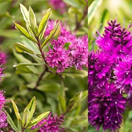 3 x Rare Hebe Celebration in 9cm Pots - Ready to Plant - Golden Foliage ...
