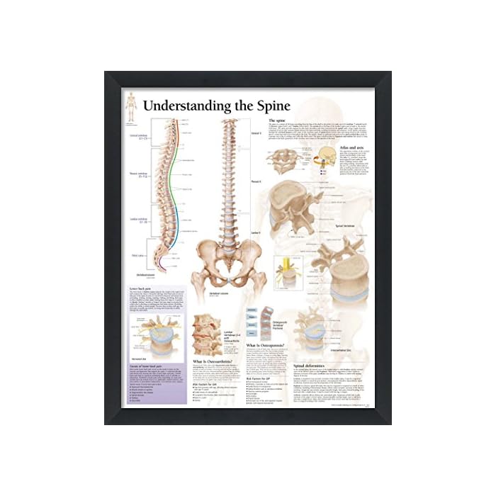 Buy Anatomical Chart Poster for the Spine, Human Body Anatomy Wall ...
