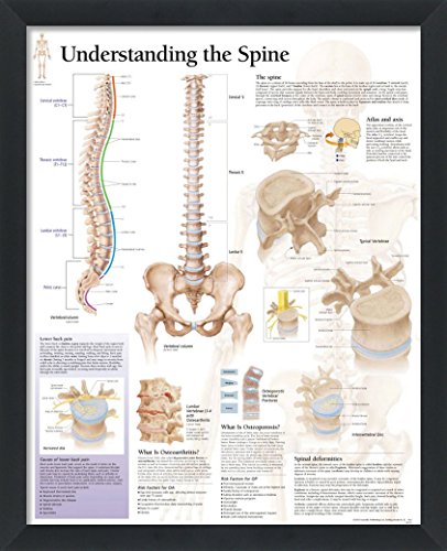 Buy Anatomical Chart for the Spine, Human Body Anatomy Wall Chart for ...
