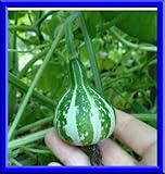 Amazon.com: Penguin Gourd 10 Seed/Seeds-Powderhorn Gourd: Garden & Outdoor