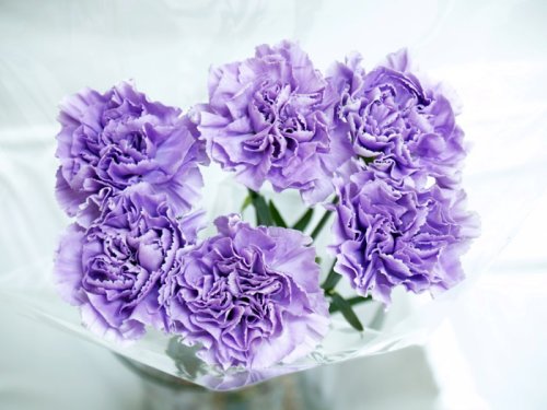 Amazon.com : 20 Fresh-cut Lavender Moonaqua Carnations (advance ...