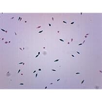 Euglena Microscope Slide Euglena Prepared Microscope Slide