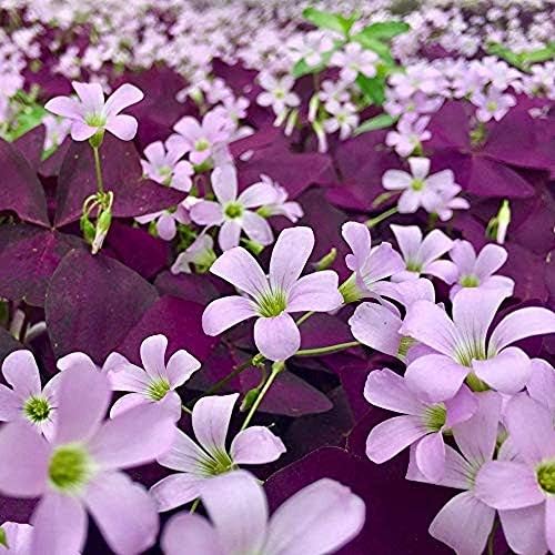 10pcs Purple Oxalis Bulbs Non-GMO Triangle Clover Oxalis Plant Bulb ...