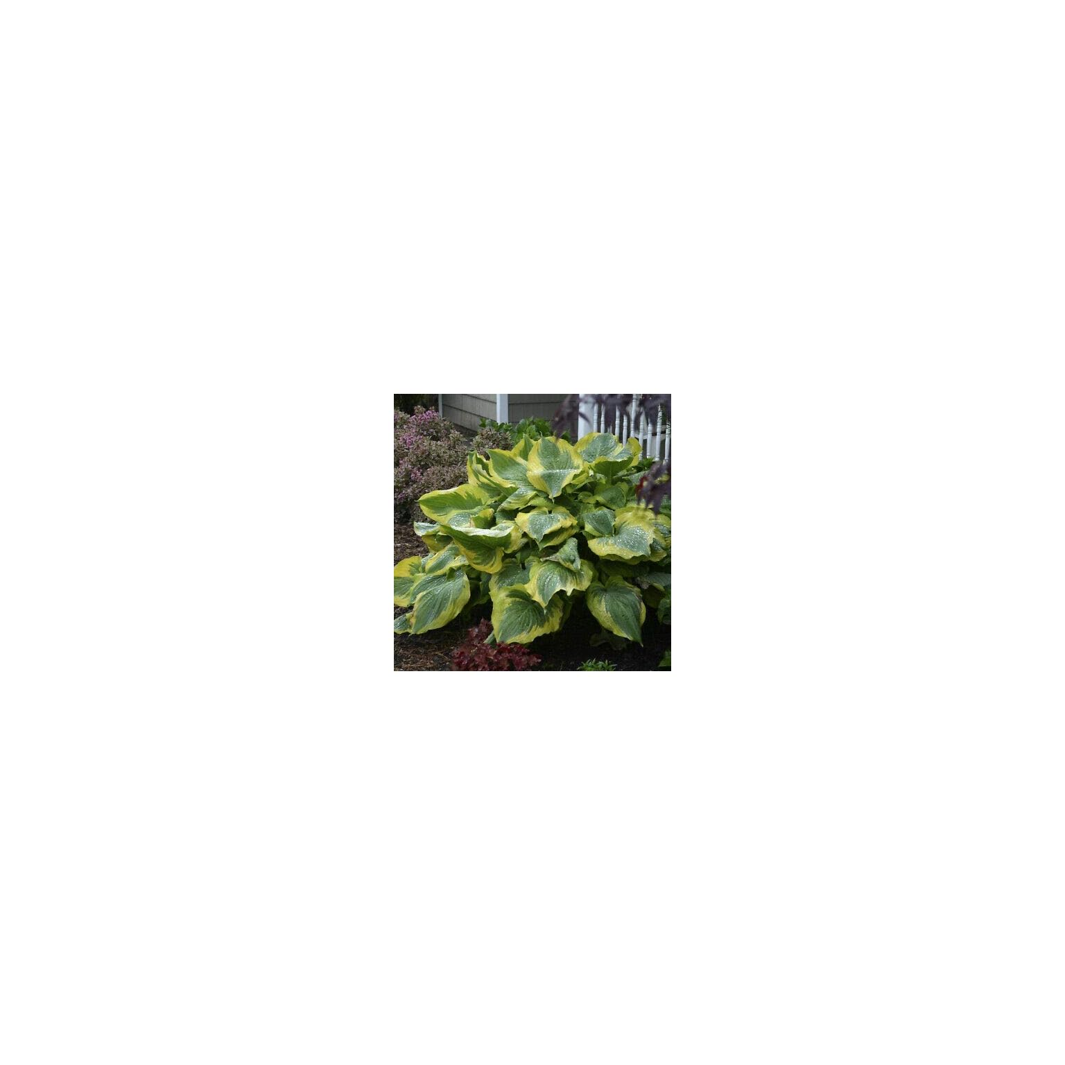 (2) Hosta Minuteman Roots, Beautiuful Green & White Foilage, Bulb ...