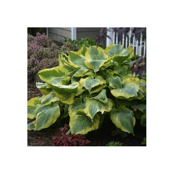 1 Live Potted Plant - Hosta Miracle Lemony Small Yellow 3" Pot – AB02 ...
