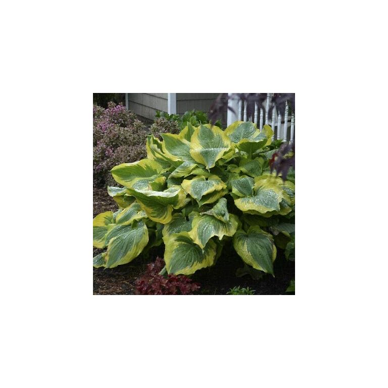 (2) Hosta Minuteman Roots, Beautiuful Green & White Foilage, Bulb ...