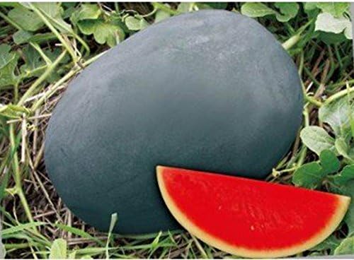 (Black **) Heirloom Gray Skin Big Long Red Sweet Seedless Watermelon ...