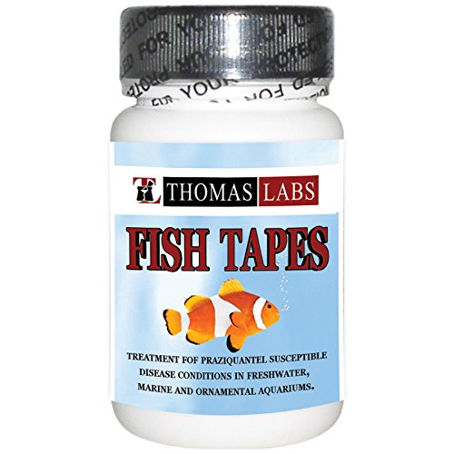 Aquarium Fish Disease Guide: Symptoms & Treatments