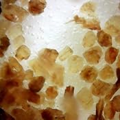 Amazon.com : Organic Ceylon Cinnamon Powder - Family Owned Since 1935 ...