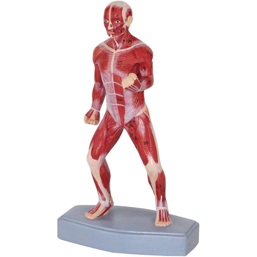 Buy LMEIL Miniature Muscular System Model, Human Muscles Anatomy Model ...
