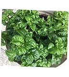 Brazilian spinach - How to grow & care
