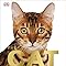 The Cat Encyclopedia: The Definitive Visual Guide (Dk Cats): Amazon.co ...
