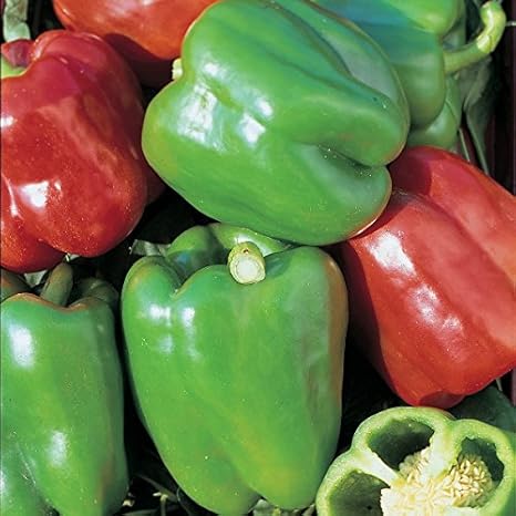Poivron - Mixte - 100 Graines: Amazon.fr: Jardin