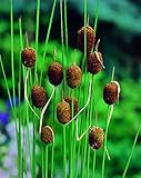 Cattails - How to grow & care
