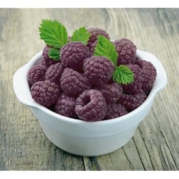 Amazon.com : Royalty Purple Raspberry - Huge 2 Yr. : Garden & Outdoor
