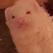 8 In 1 Pet Products Ferretone Skin & Coat Supplement, 8-Ounce: Amazon ...