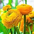 Amazon.com : 25 White Ranunculus Bulbs Spring Planting - Buttercup ...
