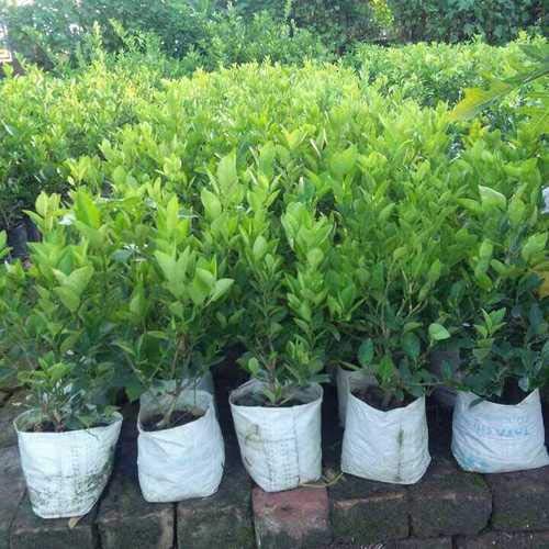 Rare Sweet Pomelo Citrus " KAMBILI NARANGA " - High Yield Lemon Fruit ...